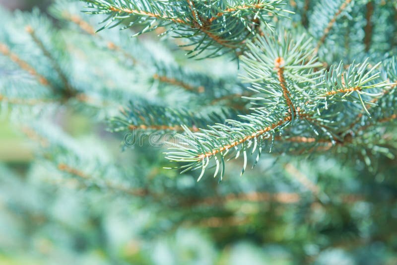Close-up Selective Focus Spruce Tree Branches with Blurred Background ...
