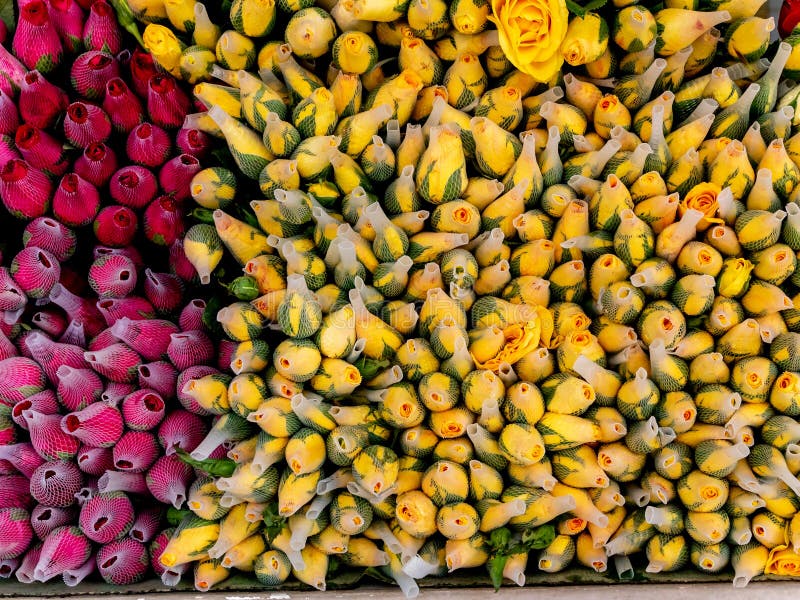 Full-frame Close-up of Stack of Rose Flower Stock Image - Image of ...