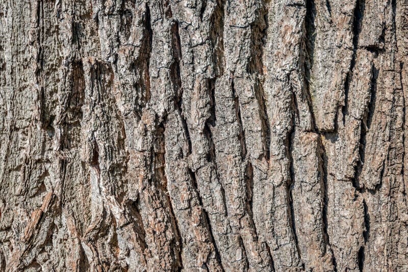 Full-frame Closeup of the Bark of an Old Oak Tree Stock Photo - Image ...