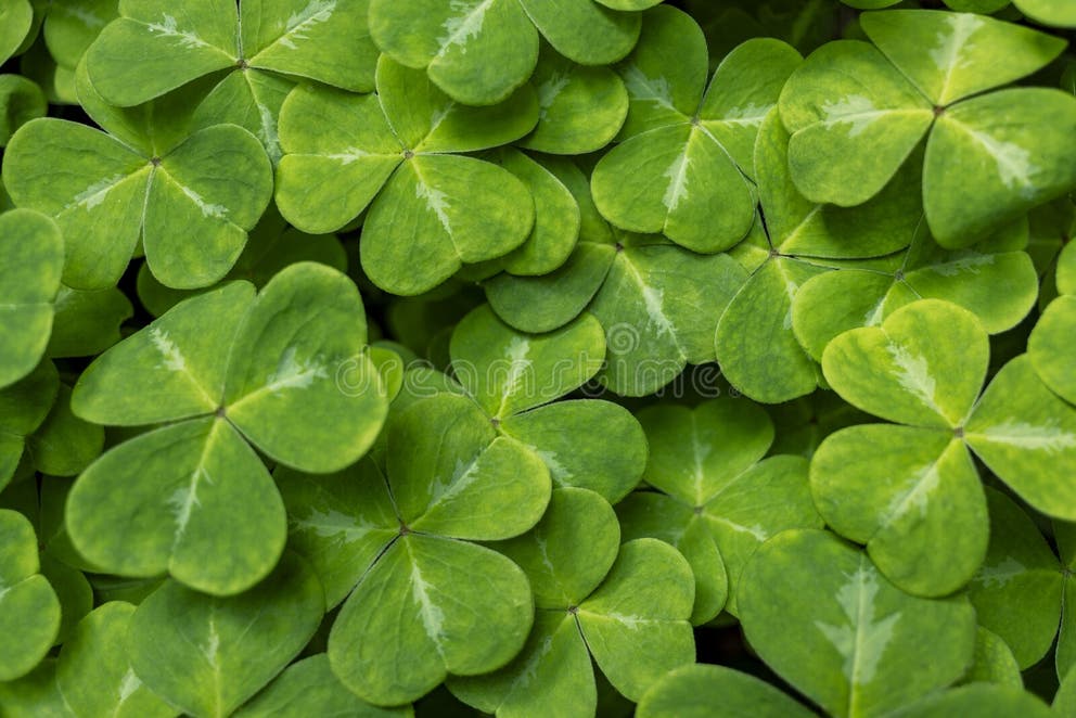 Full frame clover leafs stock image. Image of leafs - 320428359