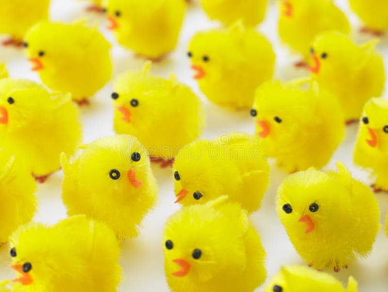 Easter Chicks in a Row stock photo. Image of large, event - 8756260