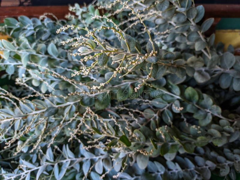 Azura Tree Stock Photos - Free & Royalty-Free Stock Photos from Dreamstime