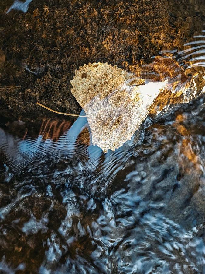 Leaf Floating in Creek with Little Ripples in Autumn Stock Photo ...