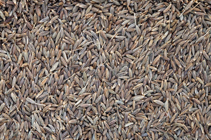 Full Frame Food Background: Whole Cumin Seeds Stock Image - Image of ...