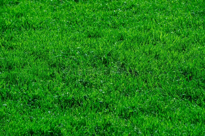 Full Frame of Fresh Green Grass Field in the Park Stock Image - Image ...