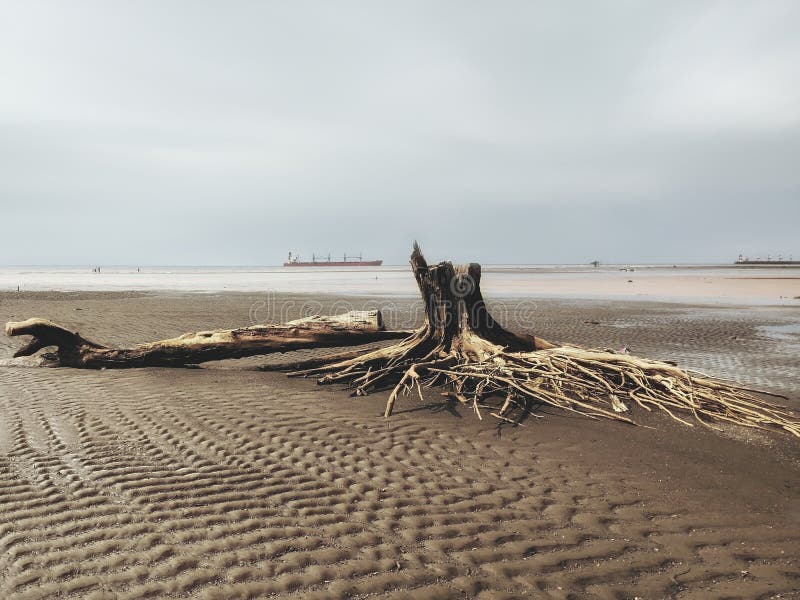 Glowing Receding Beach with Fallen Dry Tree on Mudflat Stock Image ...