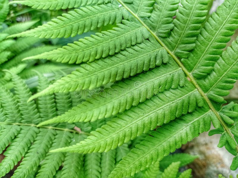 Full Frame of Green Fern Plants Stock Photo - Image of frame, green ...