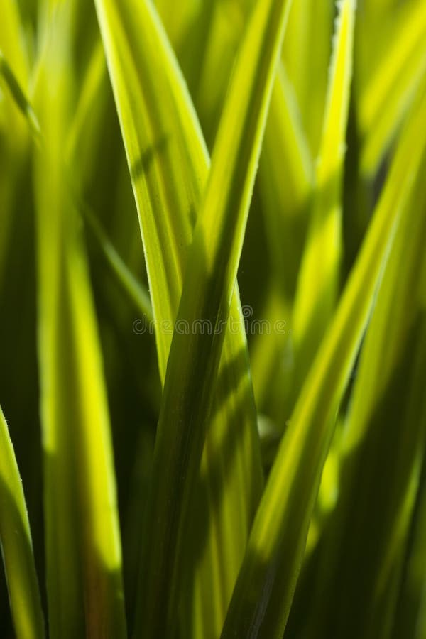 Grass stock image. Image of field, green, laid, lawn, grow - 70589