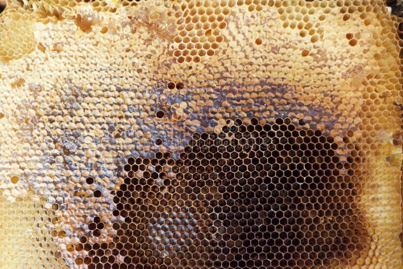 Full Frame Honey Comb with Honey Inside. Bee Hive. Stock Image - Image ...