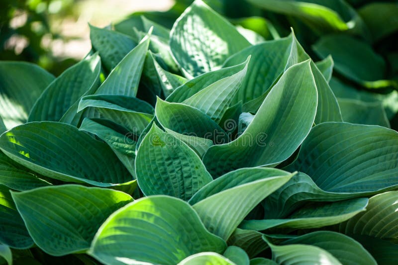 Full Frame Hosta Leaves Pattern Background. Stock Photo - Image of ...
