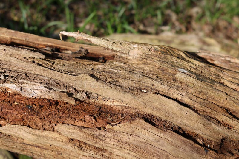 Full Frame Image of Gnarled Old Weathered Tree Bark with Grain Detail ...