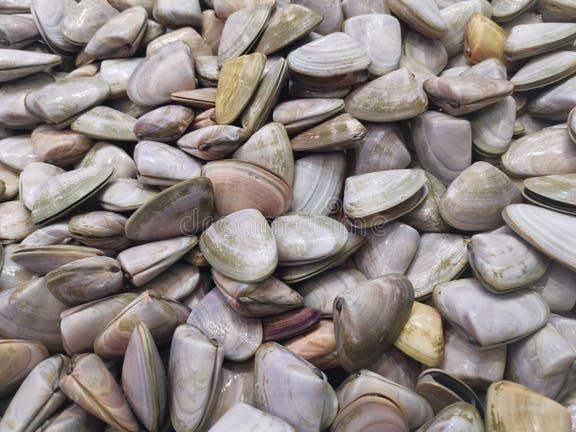 Full Frame Image of Grey Shells Displayed in Market Stock Image - Image ...