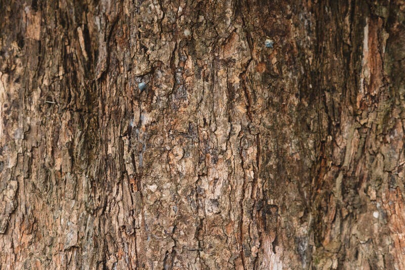 Full Frame Image of a Old and Aged Tree Bark for Background. Stock ...