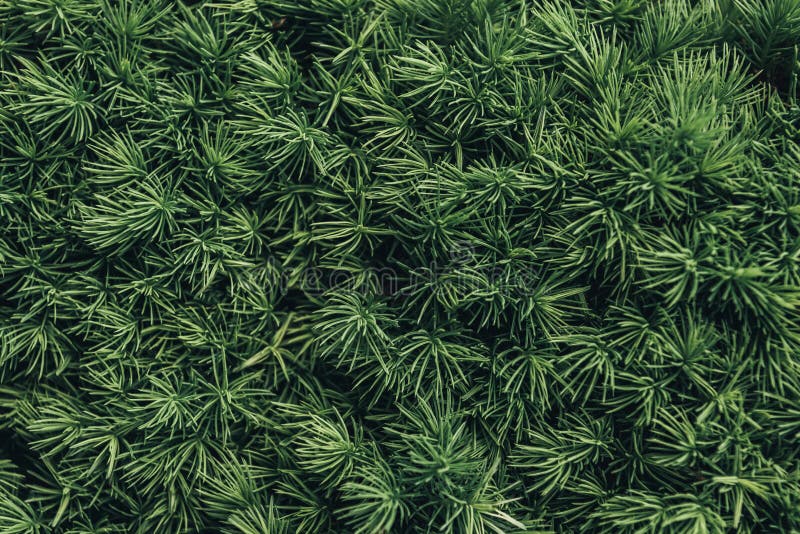 Full Frame Image of Pine Tree Stock Photo - Image of backdrop ...