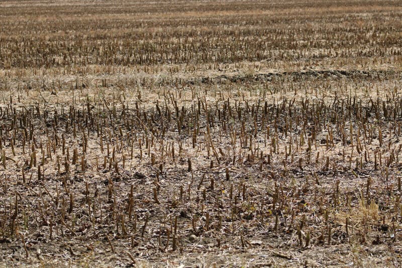 Full Frame Image of Short Cropped Corn Stubble after Harvesting Stock ...