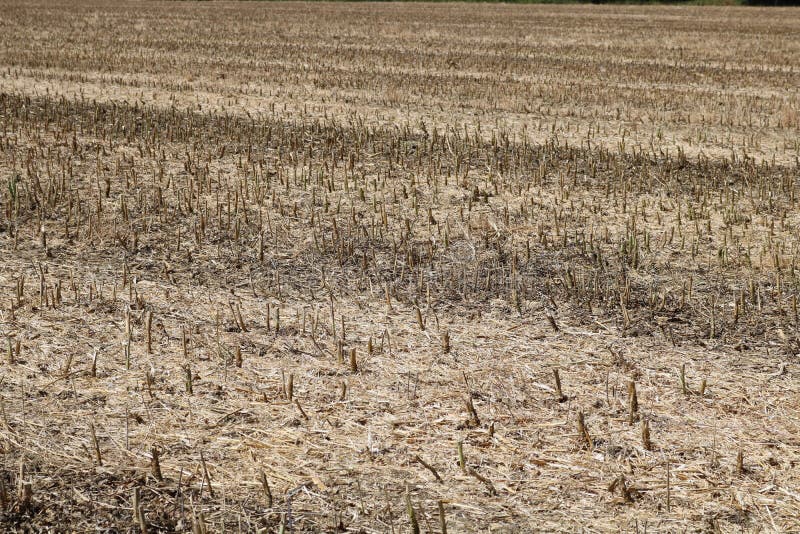 Full Frame Image of Short Cropped Corn Stubble after Harvesting Stock ...