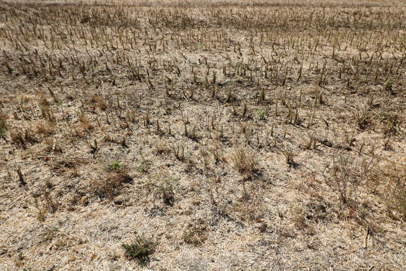 Full Frame Image of Short Cropped Corn Stubble after Harvesting Stock ...