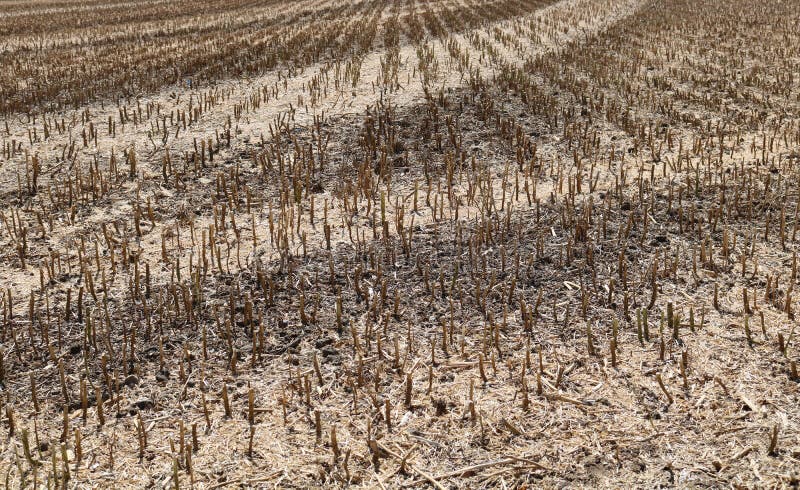 Full Frame Image of Short Cropped Corn Stubble after Harvesting Stock ...