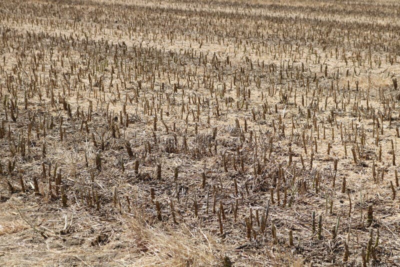 Full Frame Image of Short Cropped Corn Stubble after Harvesting Stock ...