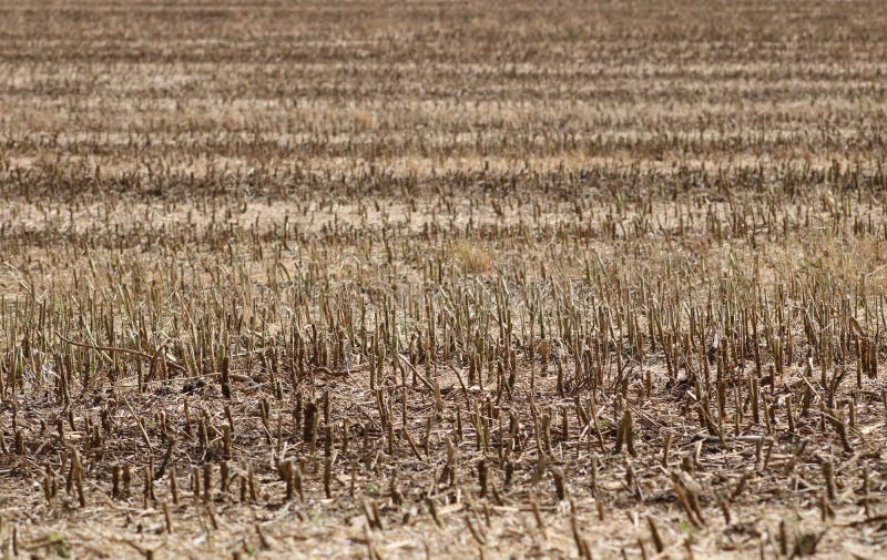 Full Frame Image of Short Cropped Corn Stubble after Harvesting Stock ...