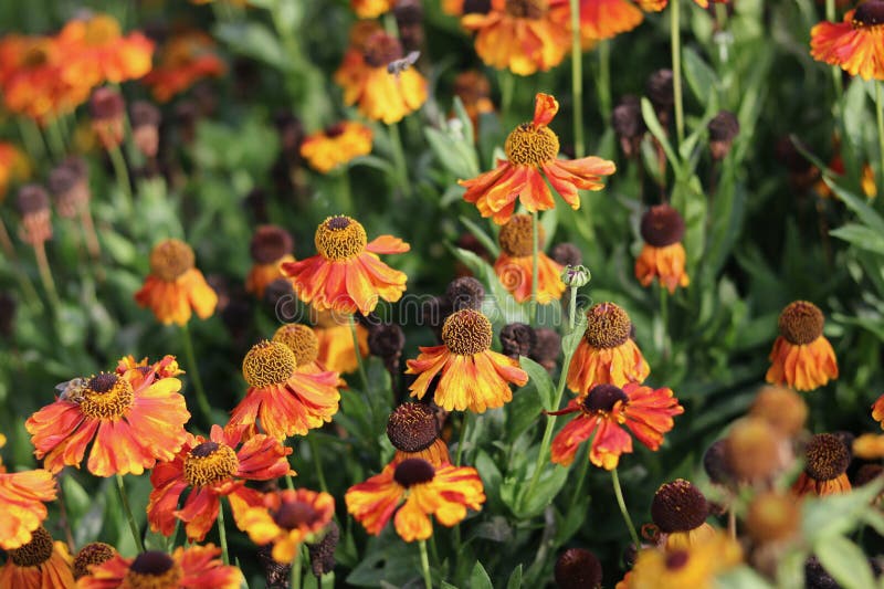 Full Frame Image of Variegated Helenium Flowers Stock Photo - Image of ...