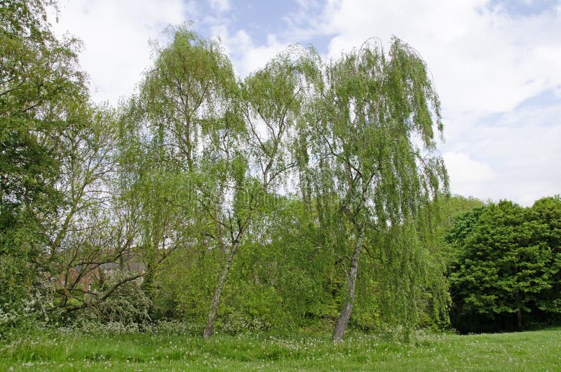 Full Frame Image of Weeping Birch Tree Stock Image - Image of pendula ...