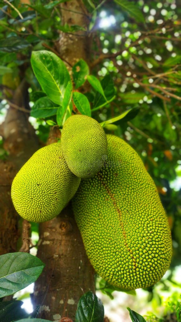Full Frame of Jackfruit Tree with Young Fruit Stock Photo - Image of ...