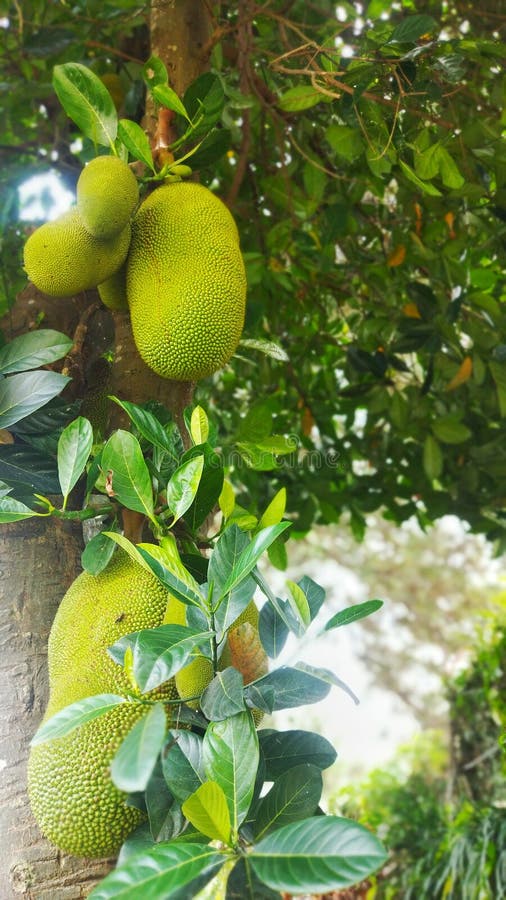 128 Jackfruit Tree Full Fruit Stock Photos - Free & Royalty-Free Stock ...