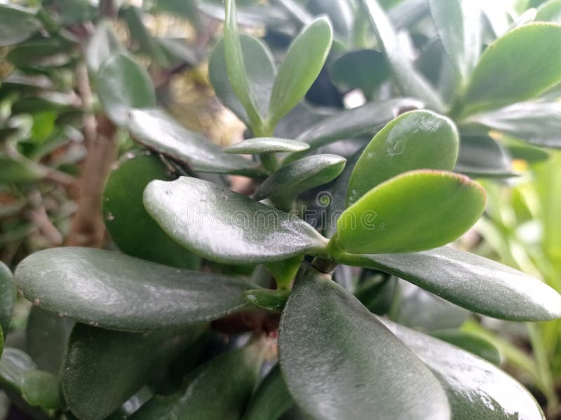 Full frame of jade plant stock image. Image of evergreen - 287921445