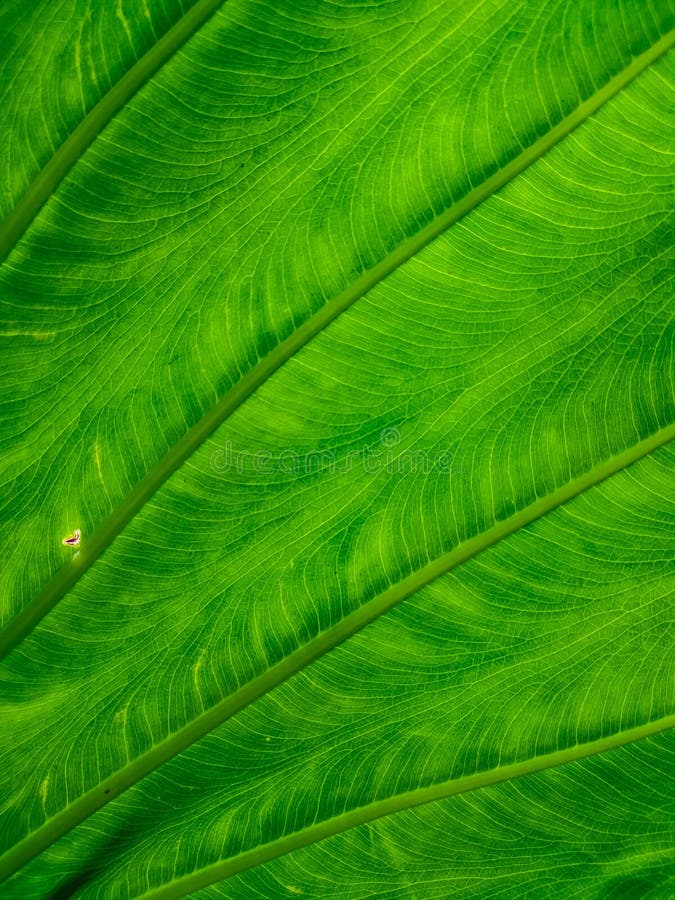 Full Frame of a Leaf of Colocasia Esculenta at Noon. Details, Clear ...