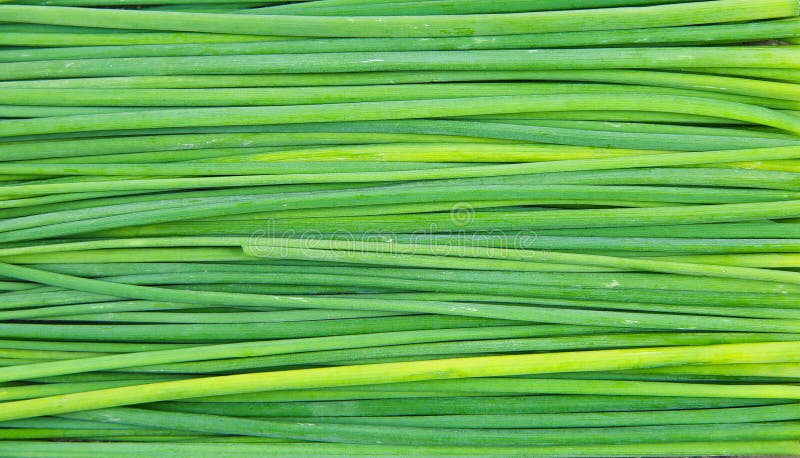 Full Frame Macro Close Up of Chives in Row Stock Photo - Image of ...