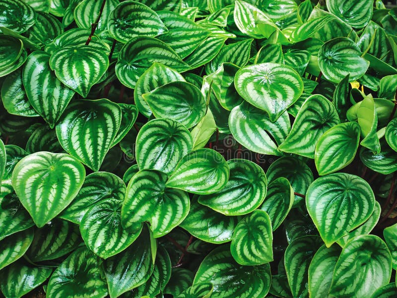 Full Frame Nature Background of Fresh Green Plants Stock Photo - Image ...