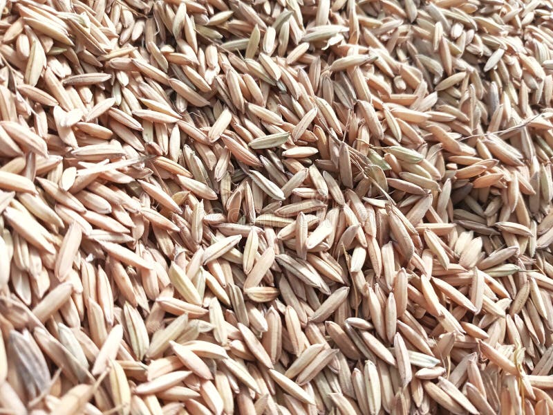 Full Frame of Paddy Grains or Paddy Rice Under Bright Sunlight Stock ...