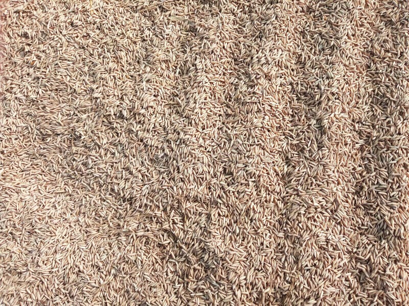 Full Frame of Paddy Grains or Paddy Rice Under Bright Sunlight Stock ...