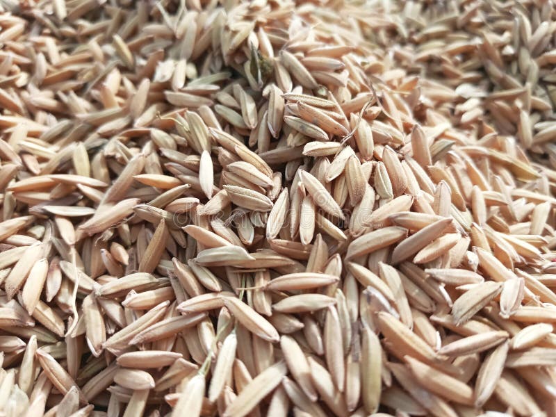 Full Frame of Paddy Grains or Paddy Rice Under Bright Sunlight Stock ...