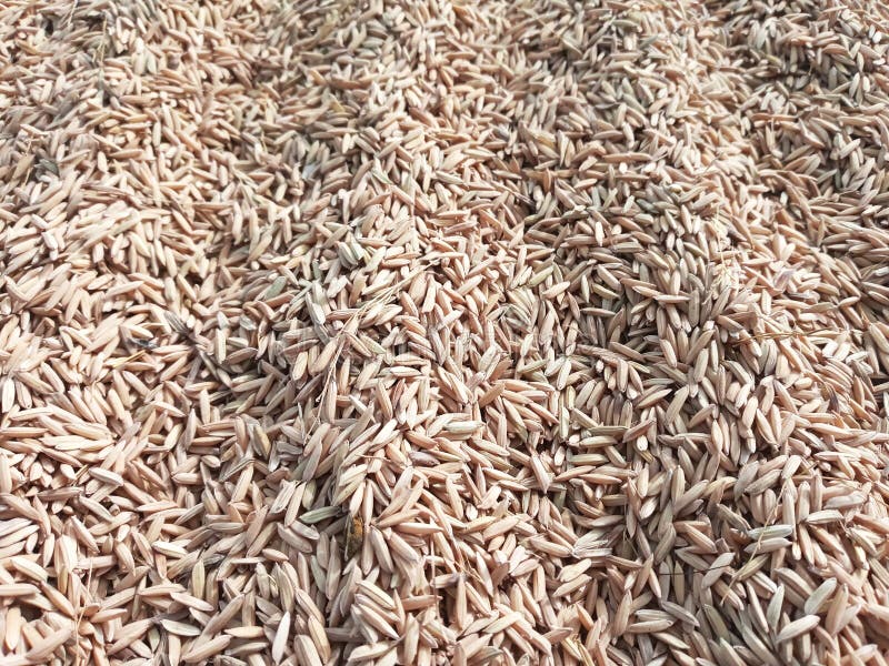 Full Frame of Paddy Grains or Paddy Rice Under Bright Sunlight Stock ...