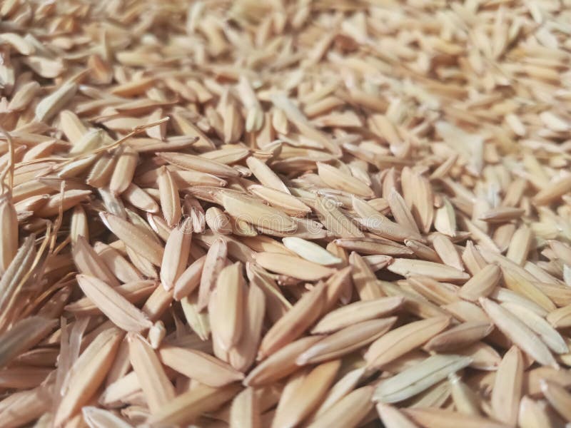 Full Frame of Paddy Grains or Paddy Rice Under Bright Sunlight Stock ...