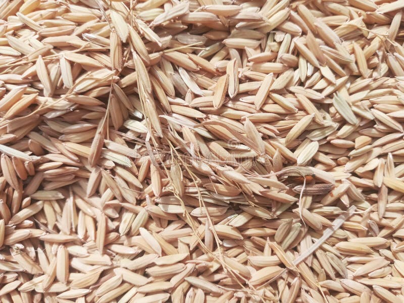 Full Frame of Paddy Grains or Paddy Rice Under Bright Sunlight Stock ...
