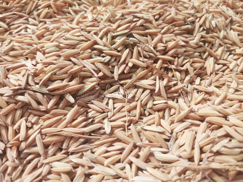 Full Frame of Paddy Grains or Paddy Rice Under Bright Sunlight Stock ...