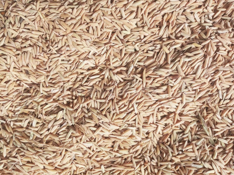 Full Frame of Paddy Grains or Paddy Rice Under Bright Sunlight Stock ...