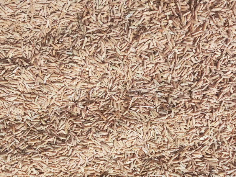 Full Frame of Paddy Grains or Paddy Rice Under Bright Sunlight Stock ...