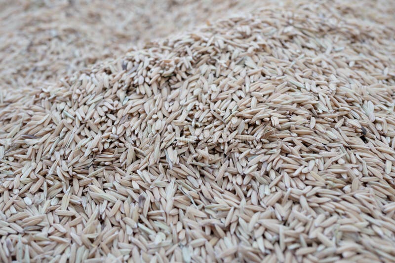 Full Frame Paddy Group Background and Texture Stock Photo - Image of ...