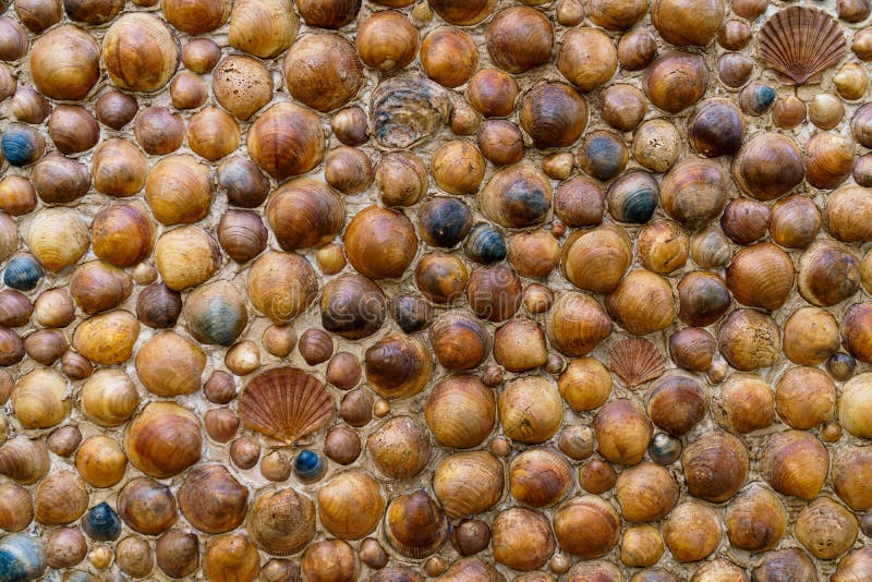 Full-frame Pattern of a Selection of Sea Shell Stock Image - Image of ...