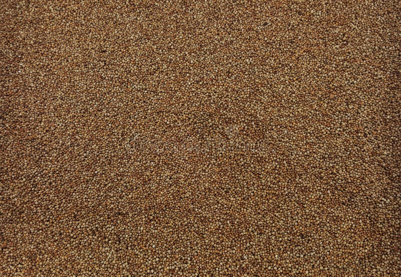 Perilla Seed (Shiso Seed) in Close Up View with Wooden Spoon Stock ...