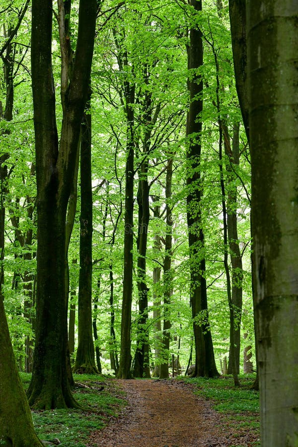 Full Frame Photo of Green Trees in Summer Stock Photo - Image of garden ...