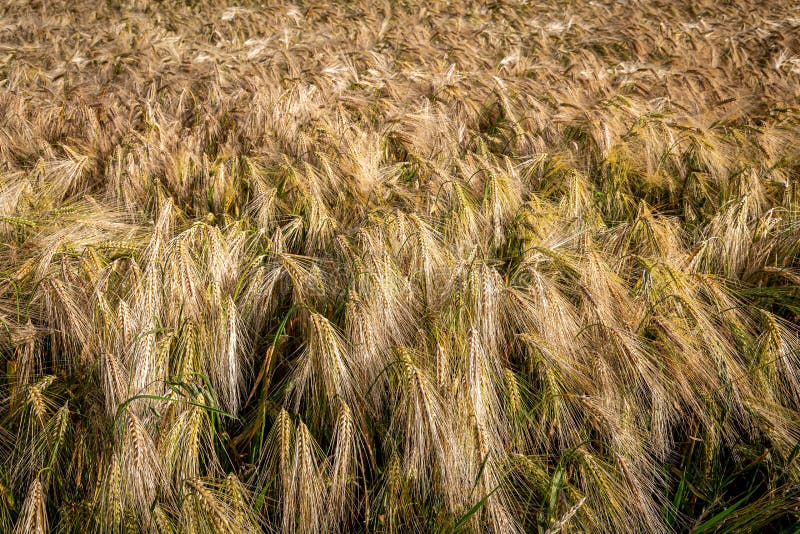 Cereal Crops stock photo. Image of outdoors, full, agriculture - 152000818