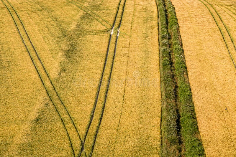 Full Frame Photograph Looking Down Field Cereal Crops Summer Sunshine ...