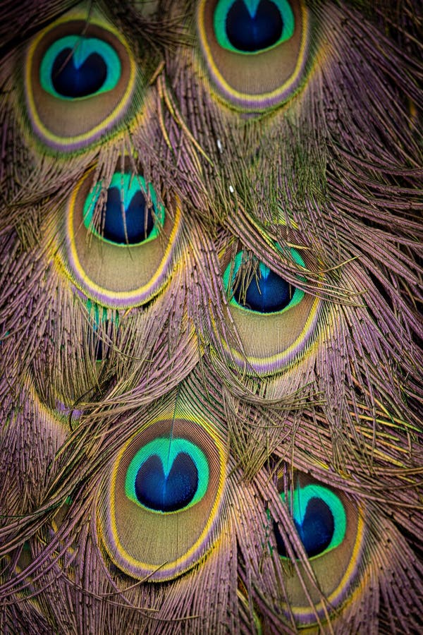 A Full Frame Photograph of Peacock Feathers, with Selective Focus Stock ...