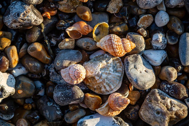 A Full Frame Photograph of Pebbles and Sea Shells at the Beach Stock ...