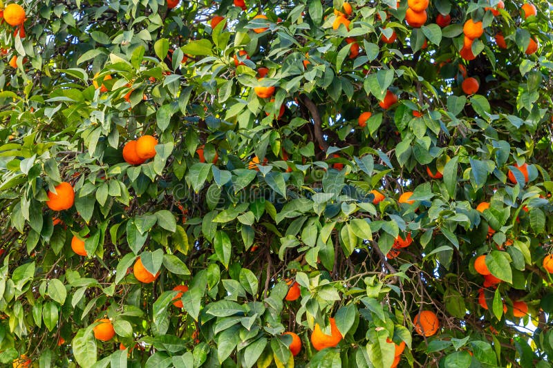 A Full Frame Photograph of Ripe Fruit on a Bitter Orange Tree in ...